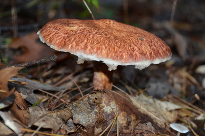 Painted Suillus Mushroom – jstookey.com
