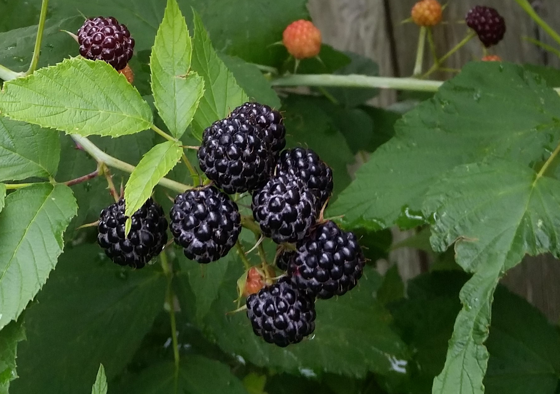Black Raspberries – jstookey.com