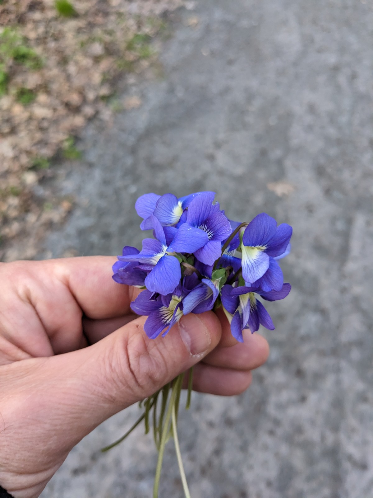 Wild Violet Infusion – jstookey.com