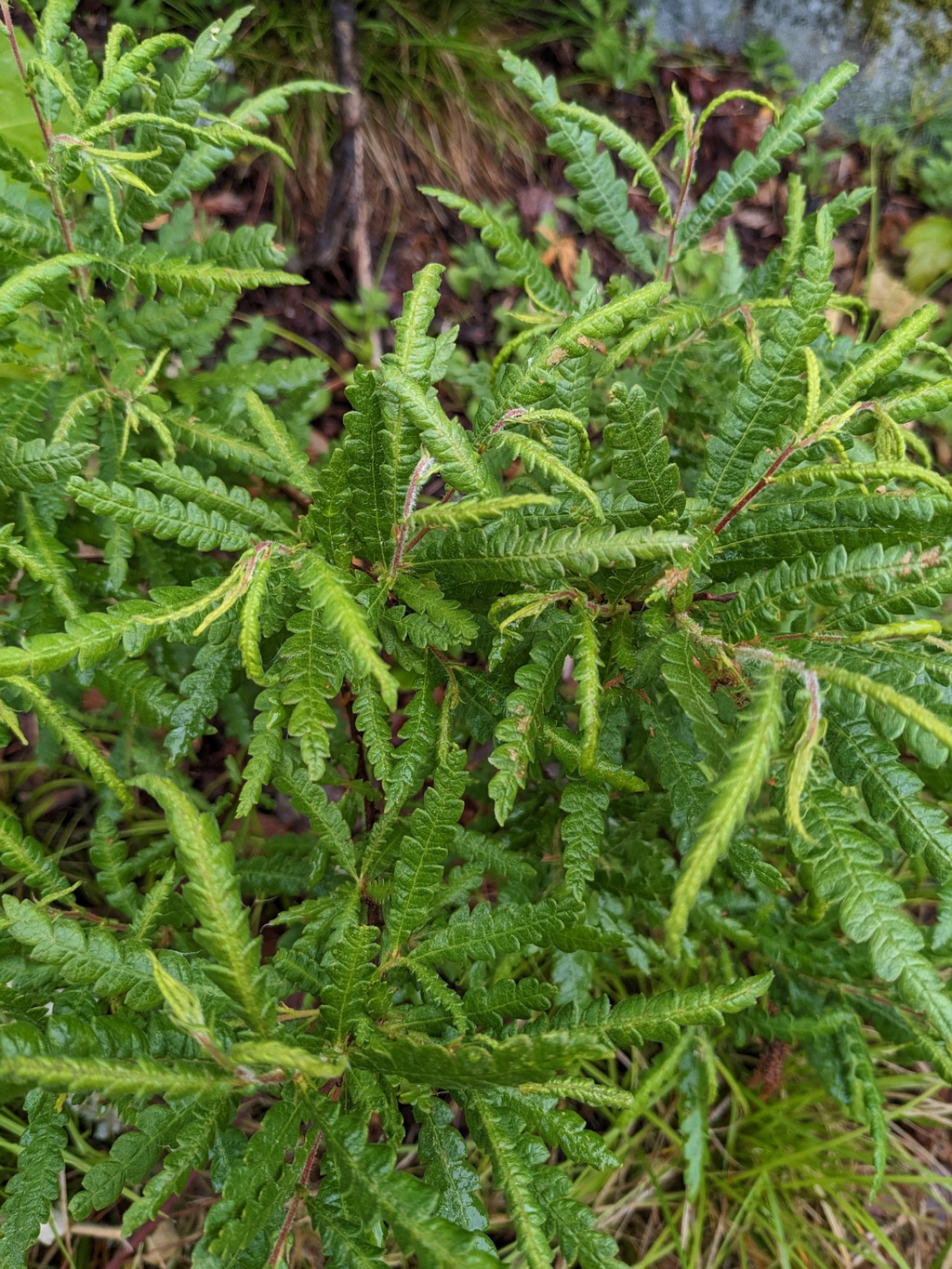 Sweet Fern Tea – jstookey.com